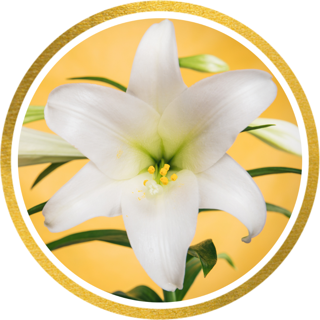 Order Lilies/Hydrangeas for Easter by 4/3!